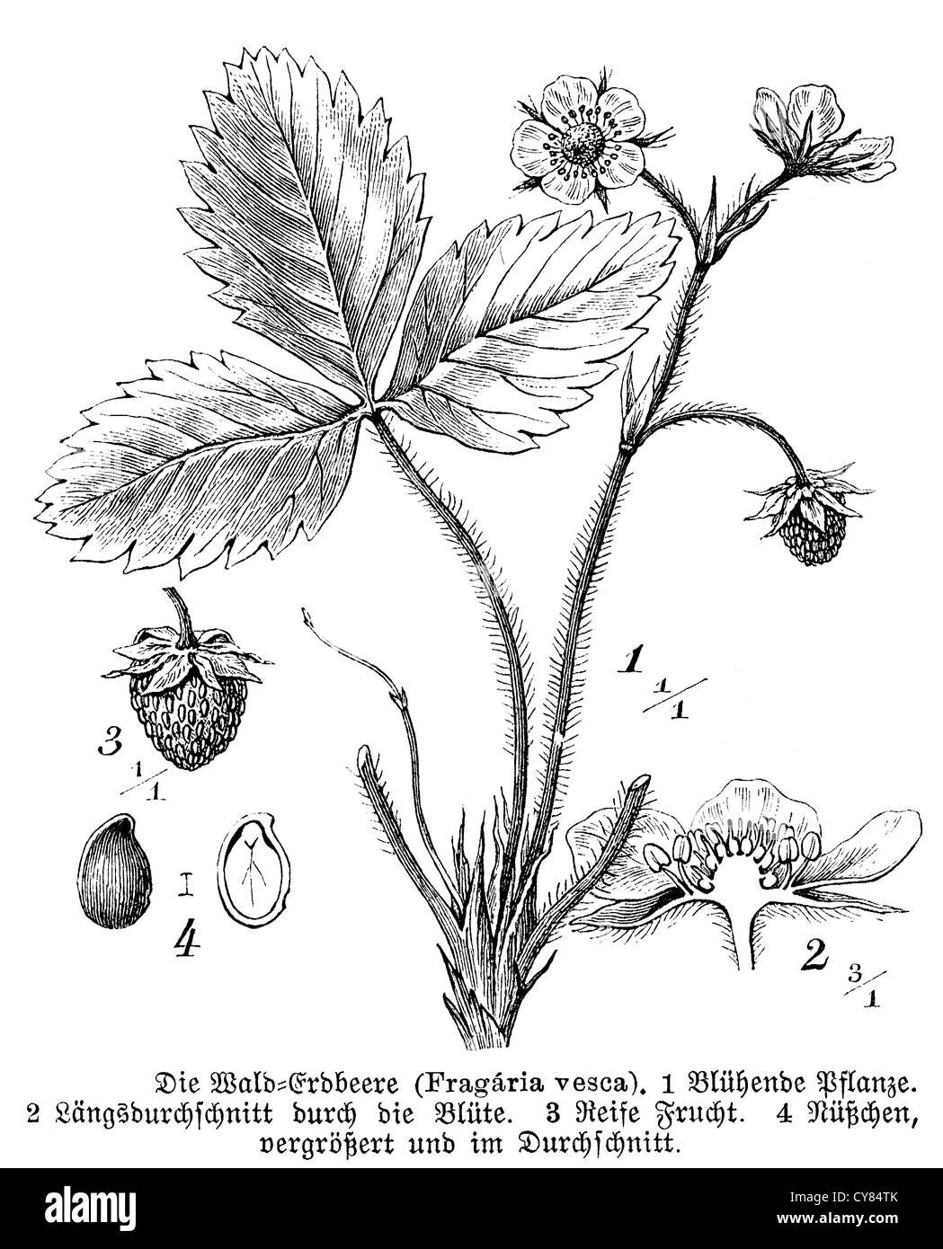 Strawberry wild Black and White Stock Photos & Images - Alamy