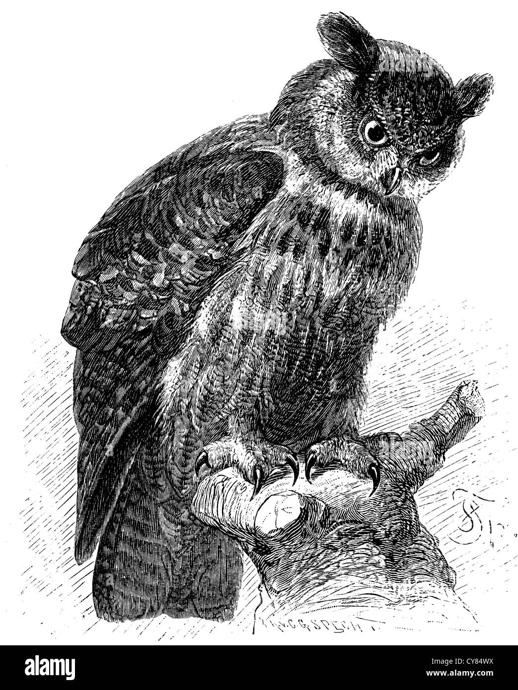 Owl line art drawing hi-res stock photography and images - Alamy