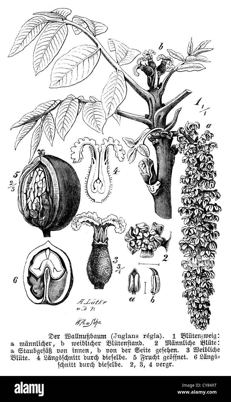 Walnut drawing Black and White Stock Photos & Images - Alamy