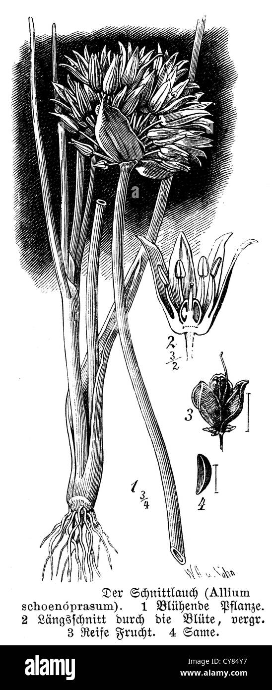 Chives drawing hi-res stock photography and images - Alamy