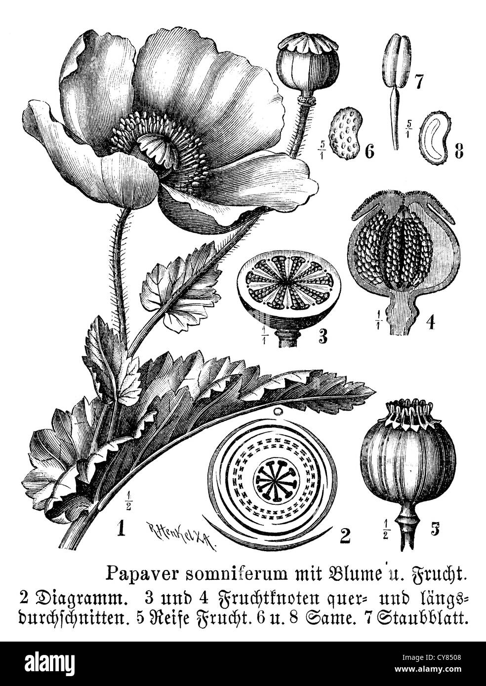 Poppy opium Black and White Stock Photos & Images - Alamy