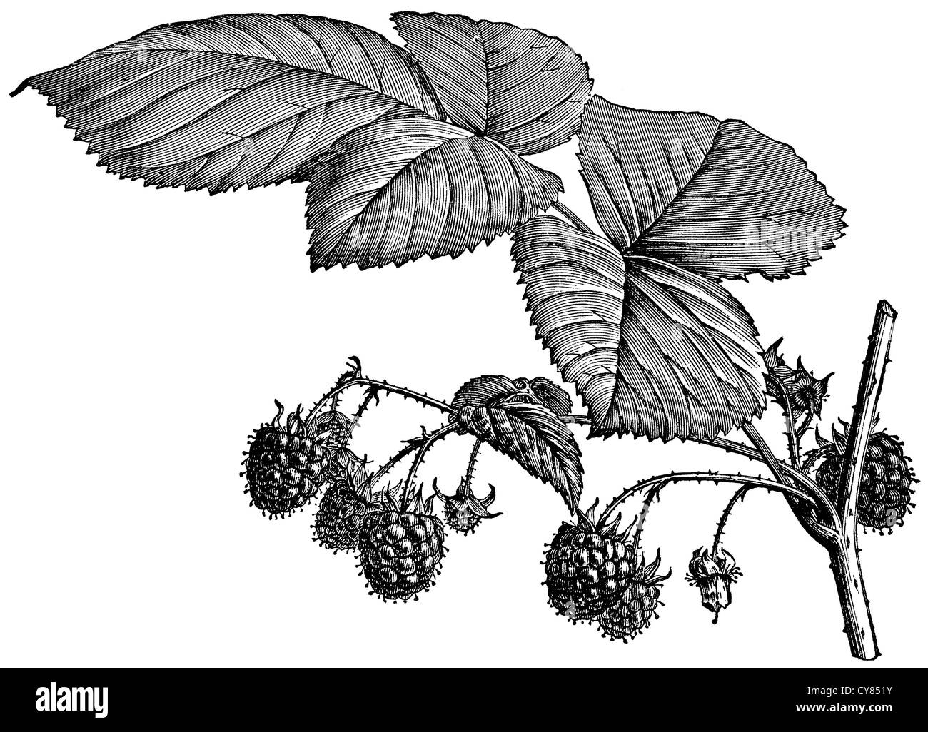 Raspberry drawing hi-res stock photography and images - Alamy