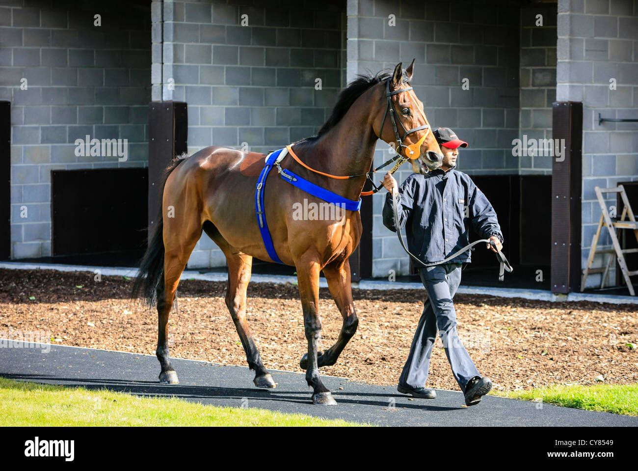 Walking horse after race hi-res stock photography and images - Alamy