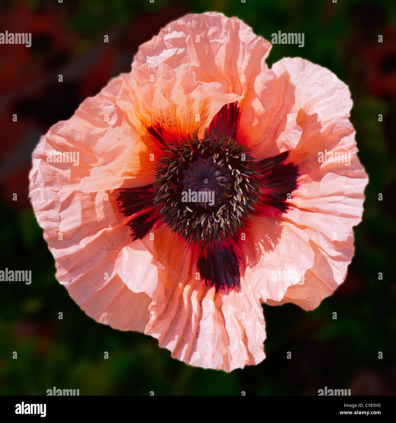 Big pink poppy, Papaver orientale Stock Photo - Alamy
