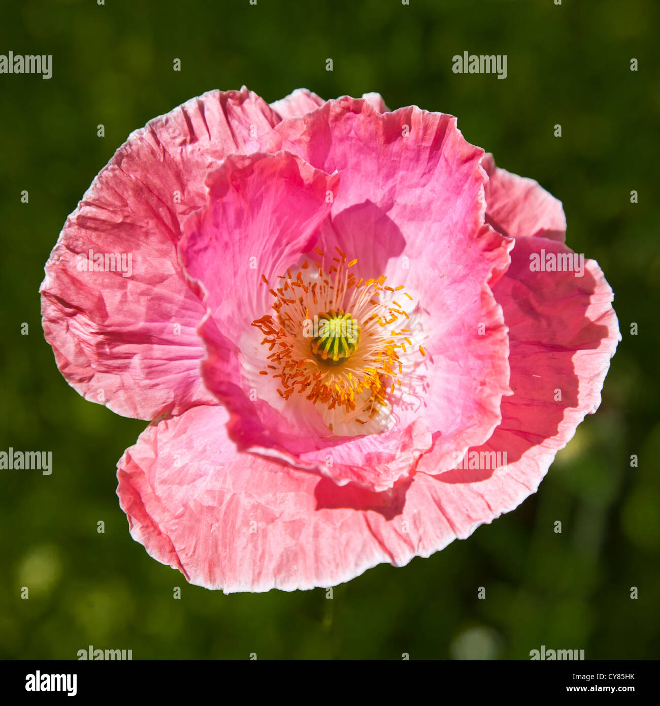 Common Poppy Pink