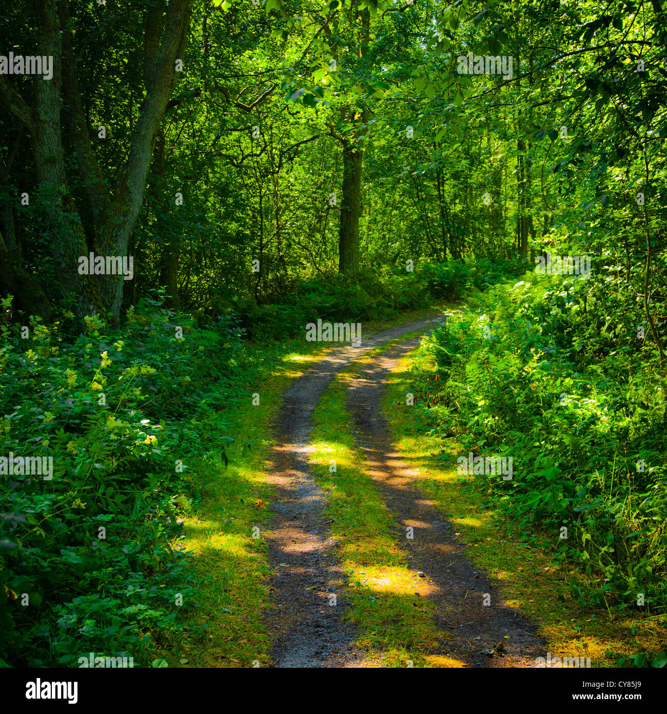 Pathway leading through small hi-res stock photography and images - Alamy