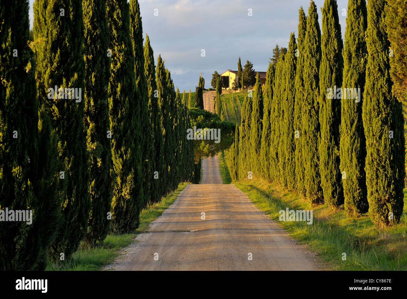 A typical tuscan country path with a beautiful light Stock Photo - Alamy