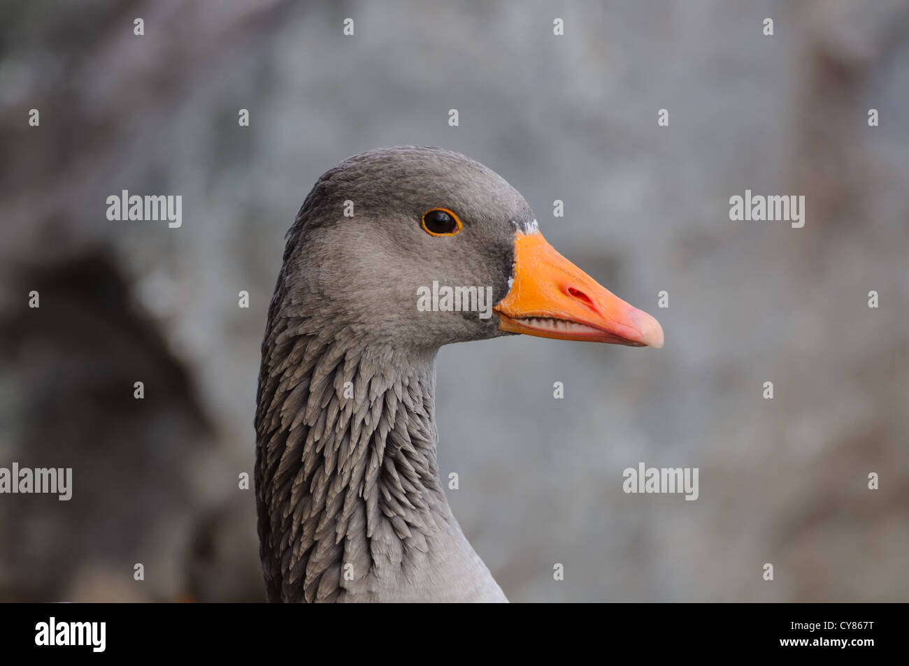 Orange beak goose hi-res stock photography and images - Alamy