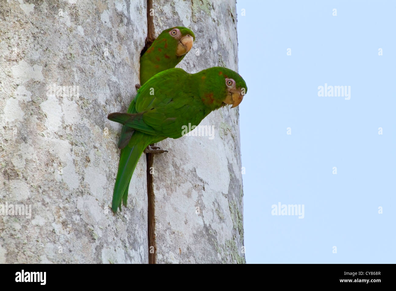 Cuban parakeet (Aratinga euops) pair of adults at nest hole in palm ...