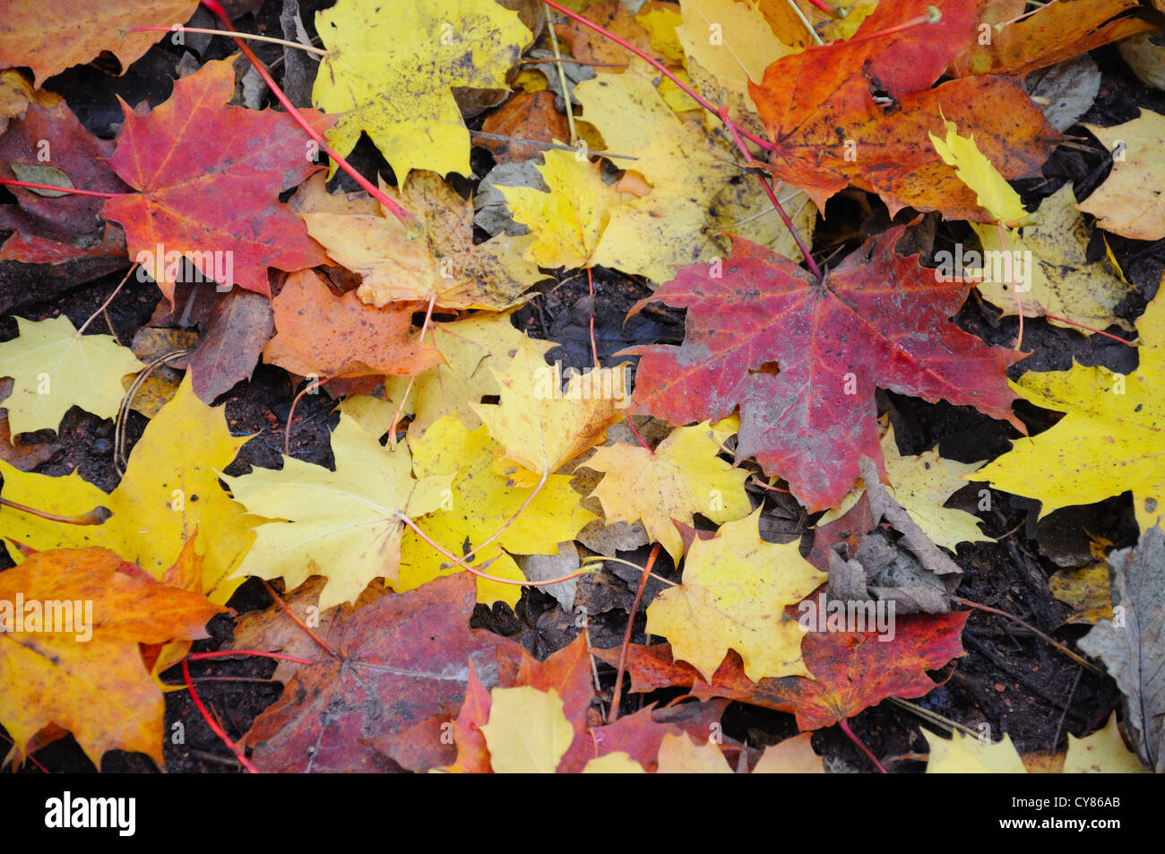 Autumn leaves on the ground Stock Photo - Alamy