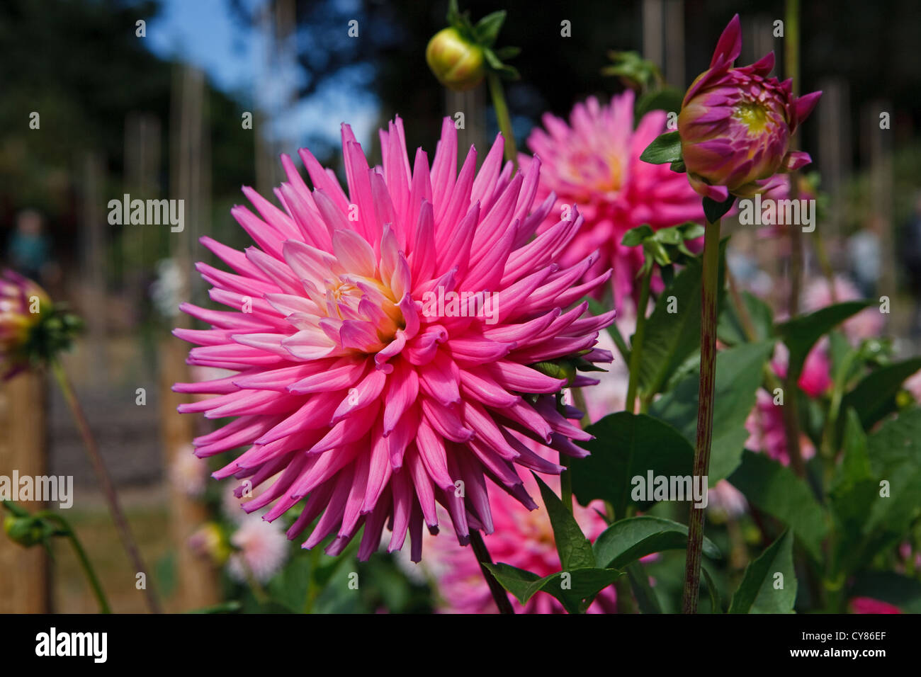 A pink Dahlia at RHS Wisley Stock Photo - Alamy