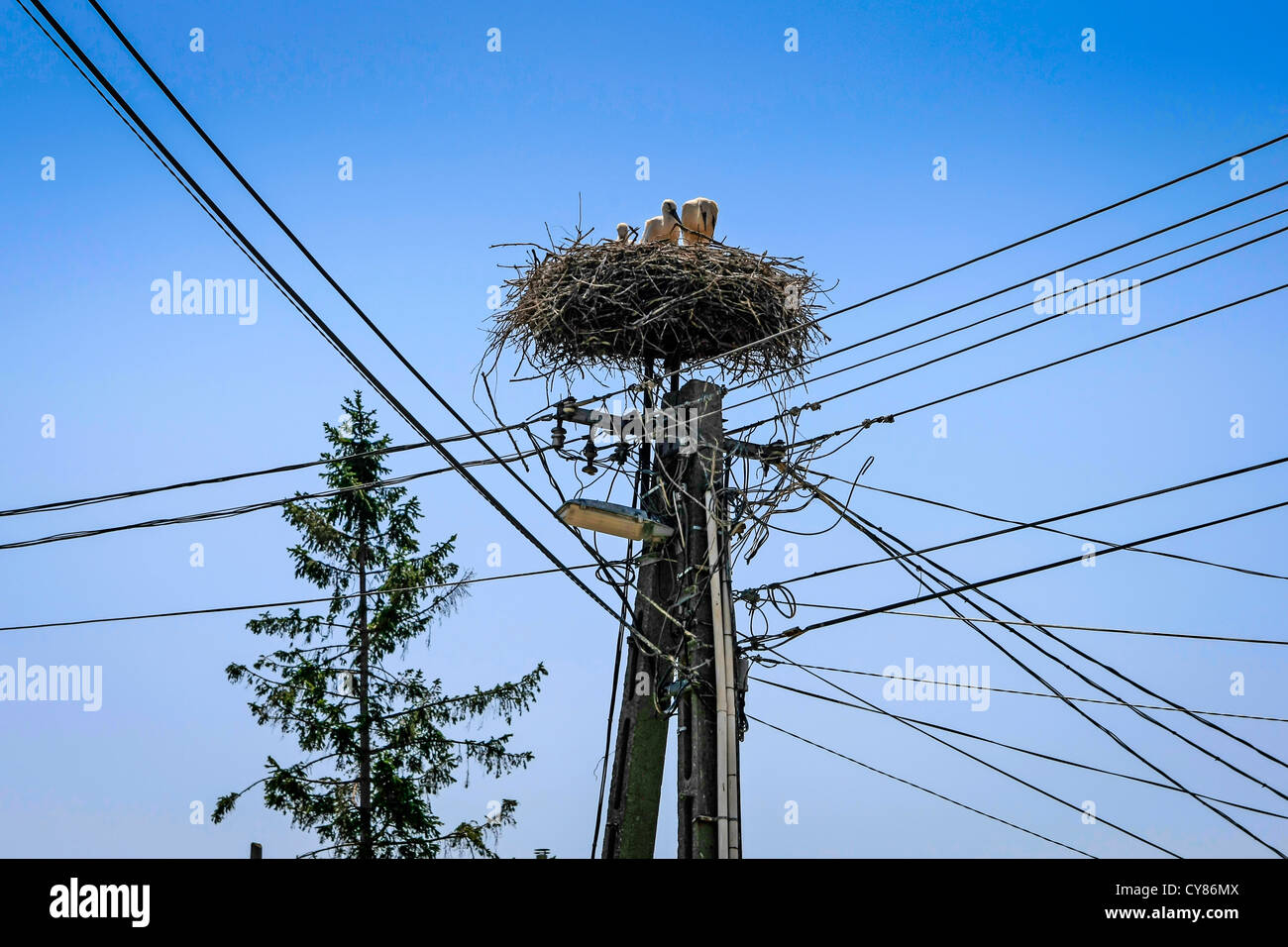 Birds at pylon hi-res stock photography and images - Alamy