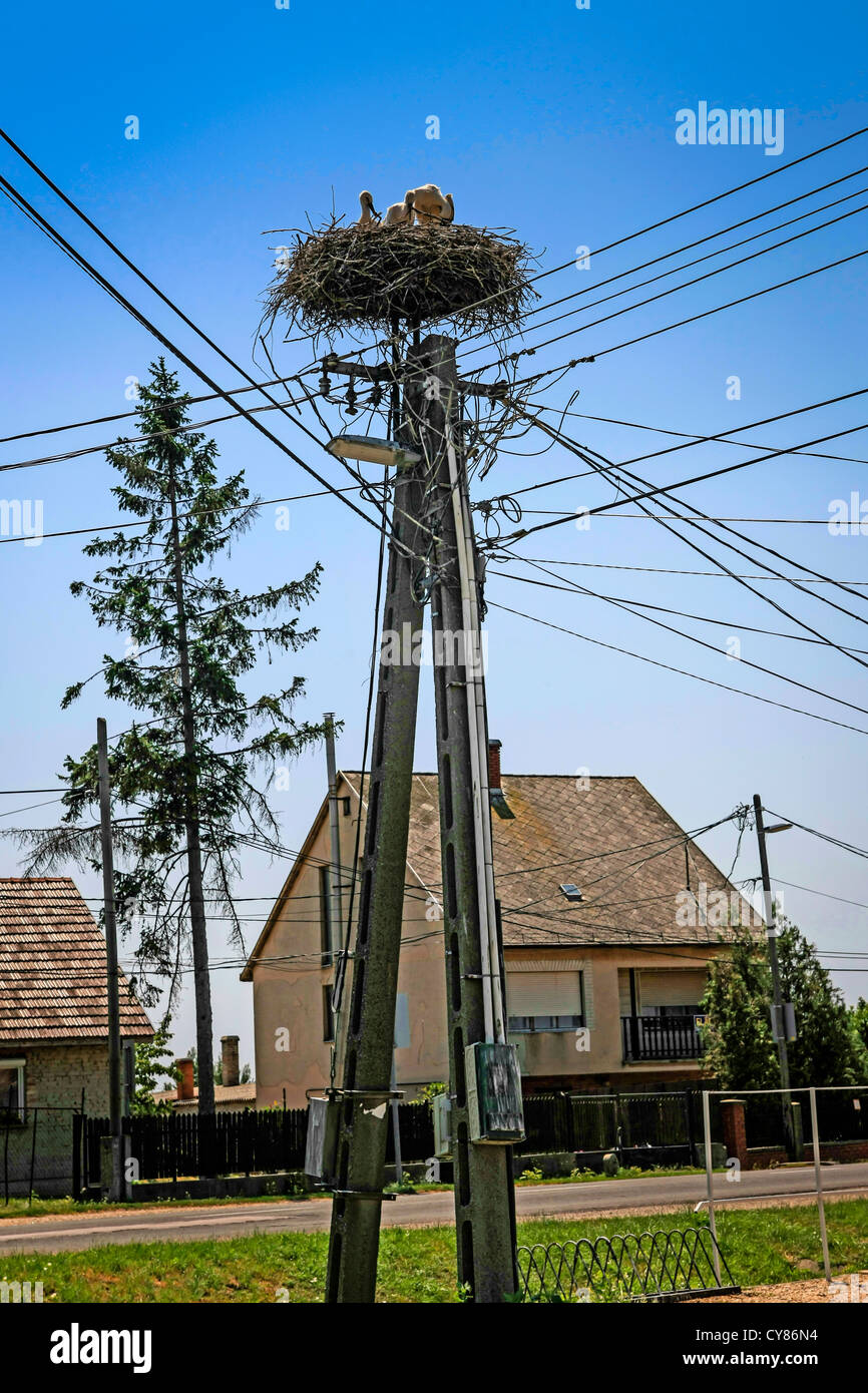 Birds at pylon hi-res stock photography and images - Alamy