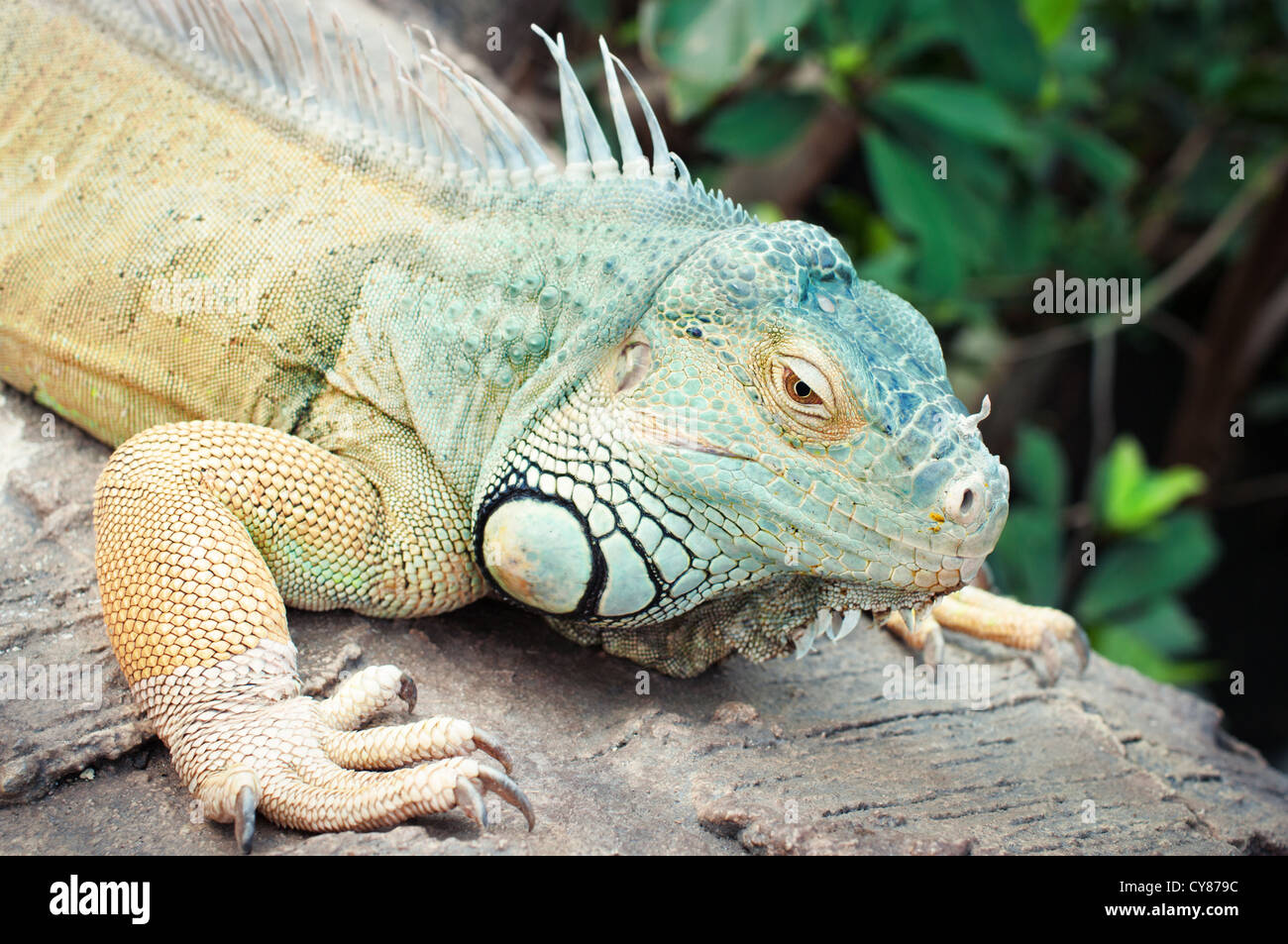 Green iguana (Iguana iguana rhinolopha Stock Photo - Alamy