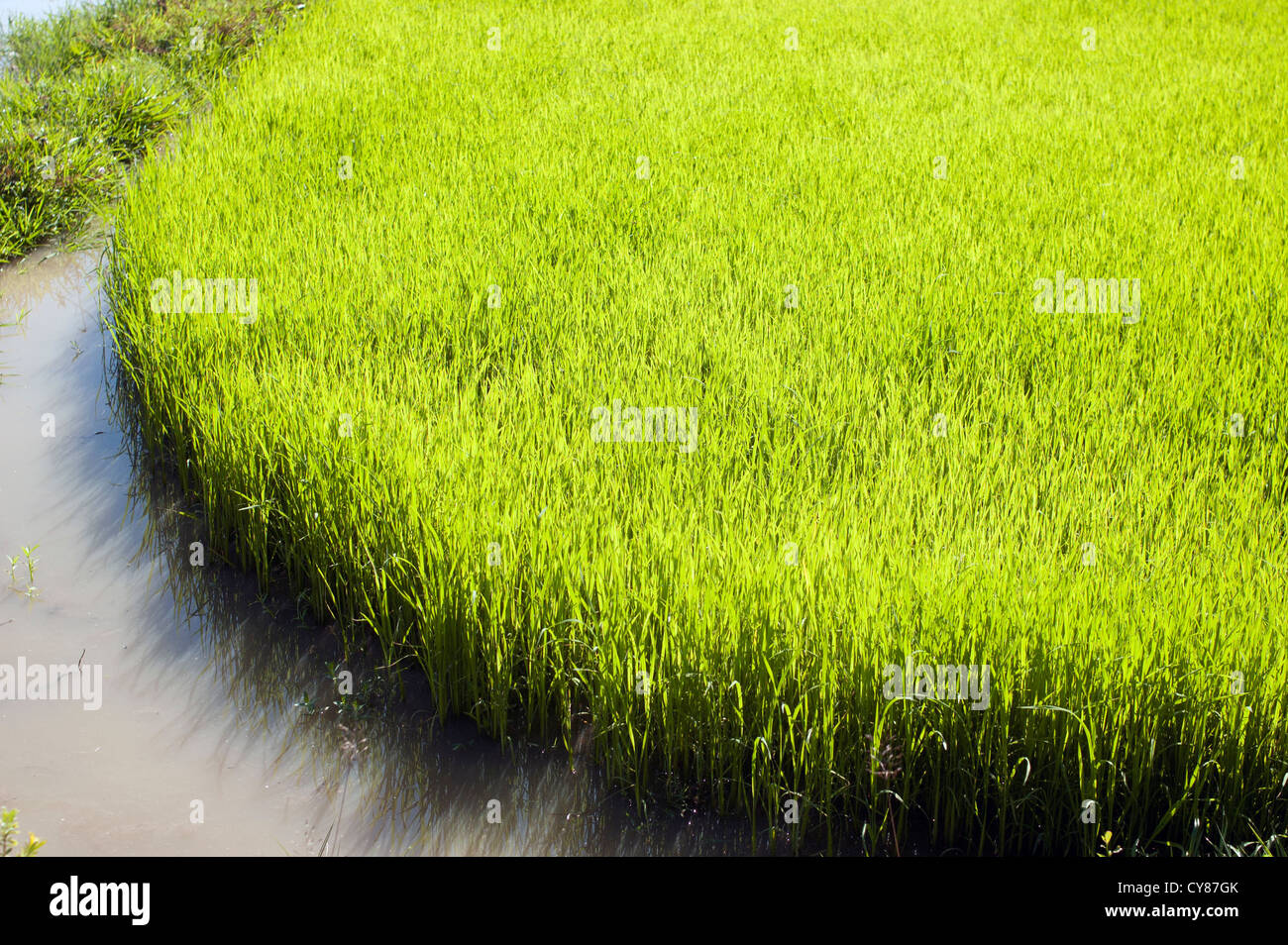 A young rice field Stock Photo - Alamy
