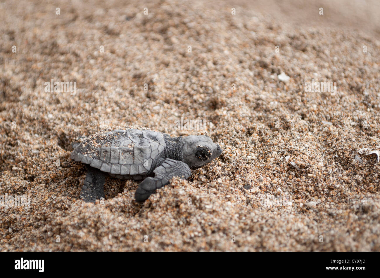 Olive ridley sea turtle hi-res stock photography and images - Alamy
