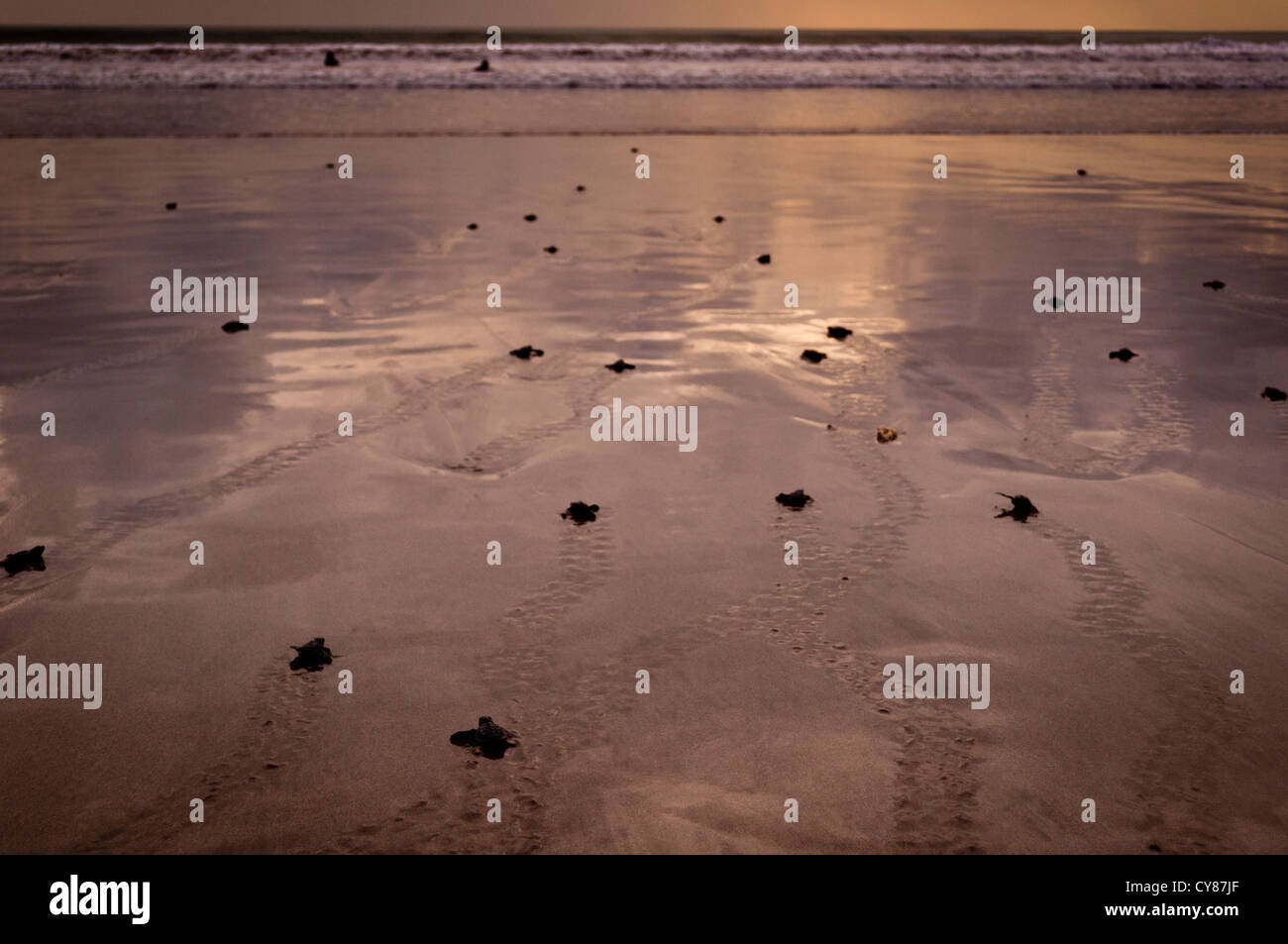 Olive Ridley sea turtle (Lepidochelys olivacea) hatchlings on their way ...