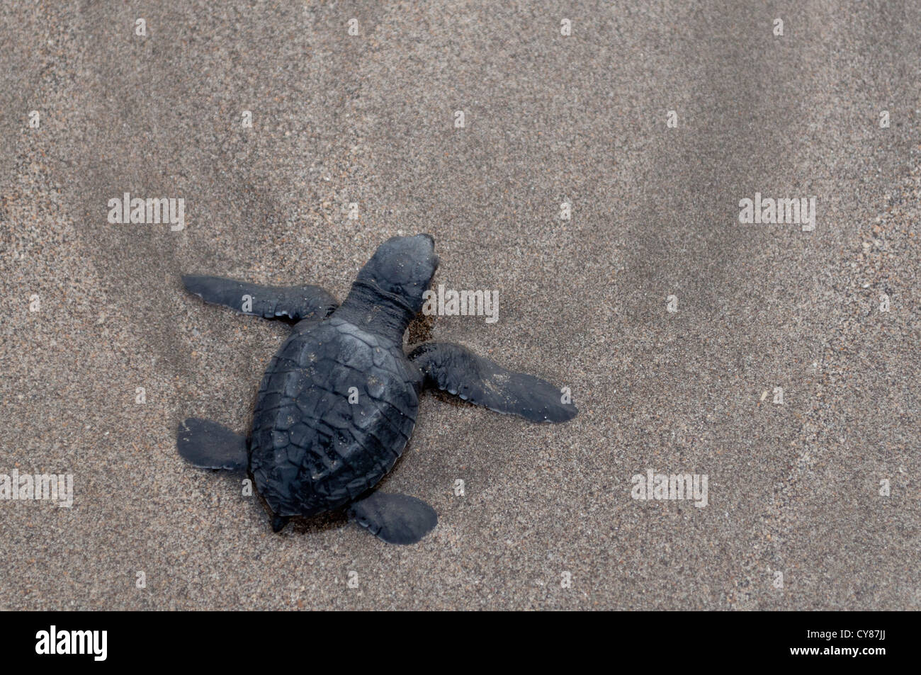 Olive Ridley sea turtle (Lepidochelys olivacea) hatchling Stock Photo ...