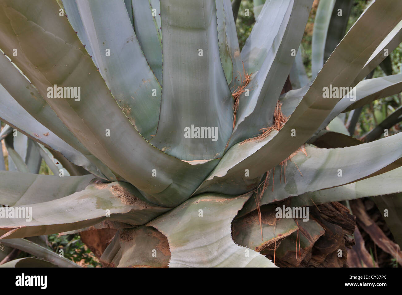 Agave mexico hi-res stock photography and images - Alamy