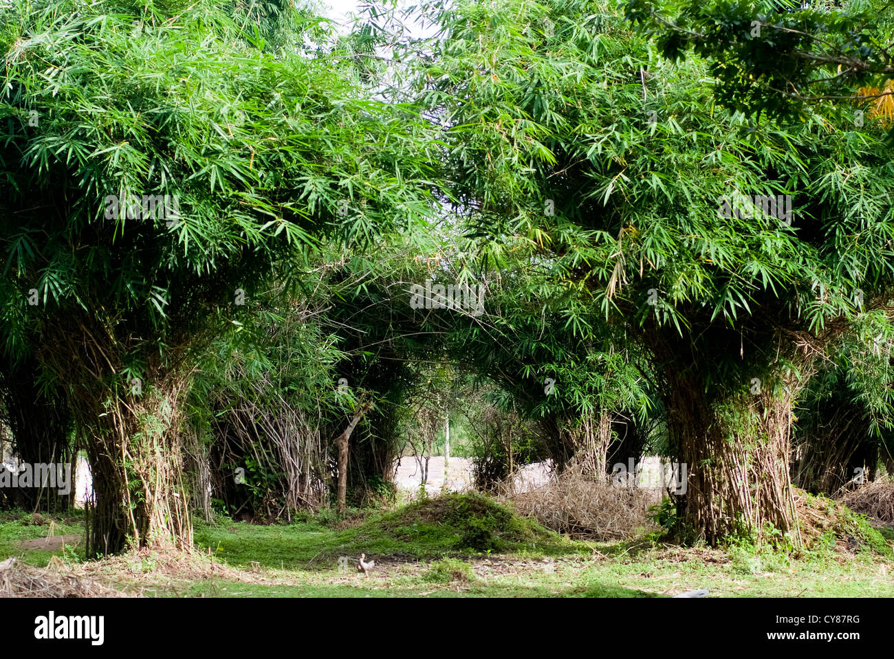 Curve-like bamboo grove Stock Photo - Alamy