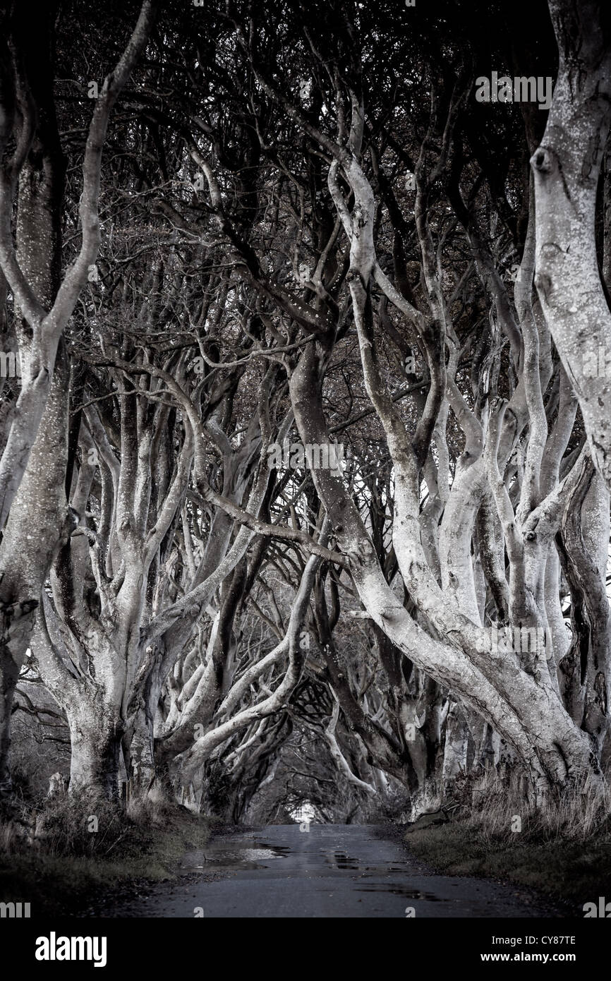 The Dark Hedges, Bregagh Road, Ballymoney, Northern Ireland Stock Photo ...