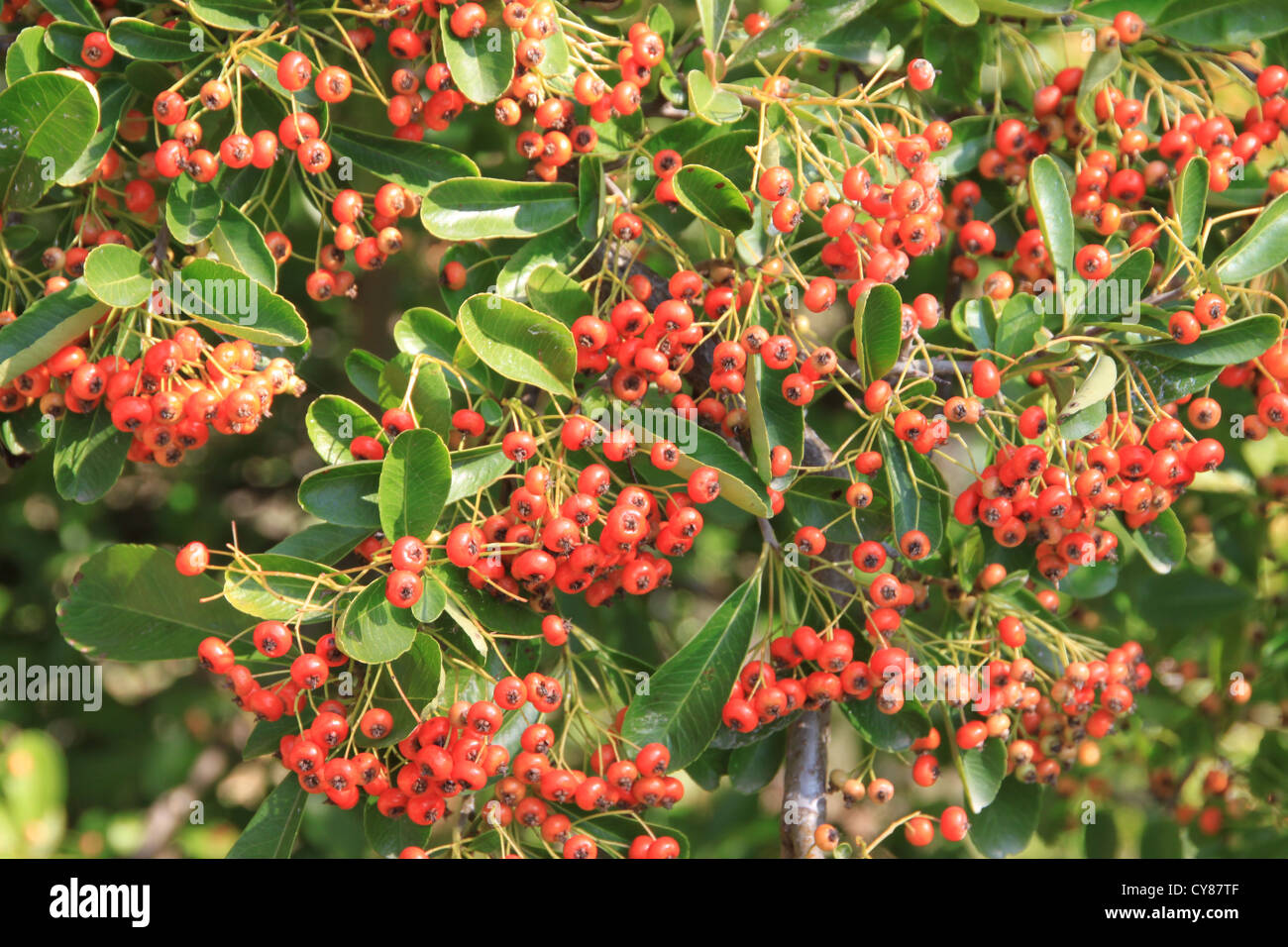 Clusters red berries Stock Photo - Alamy