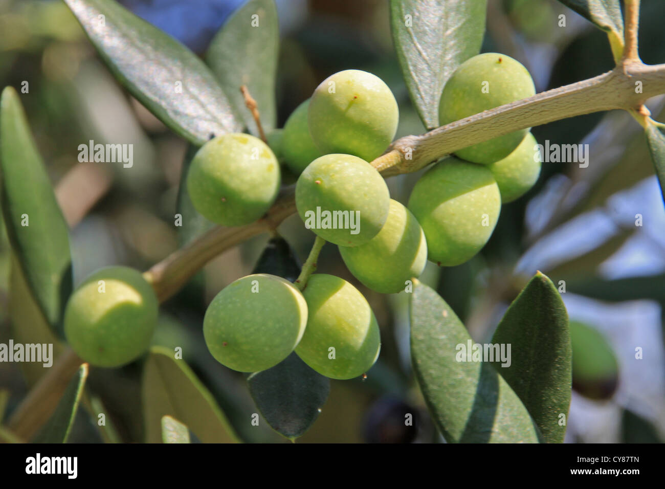 Olive tree branch ripe hi-res stock photography and images - Alamy