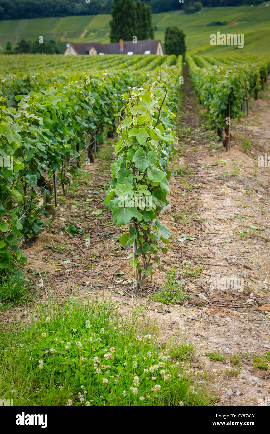 Champagne grape vines in the Reims area of France Stock Photo - Alamy