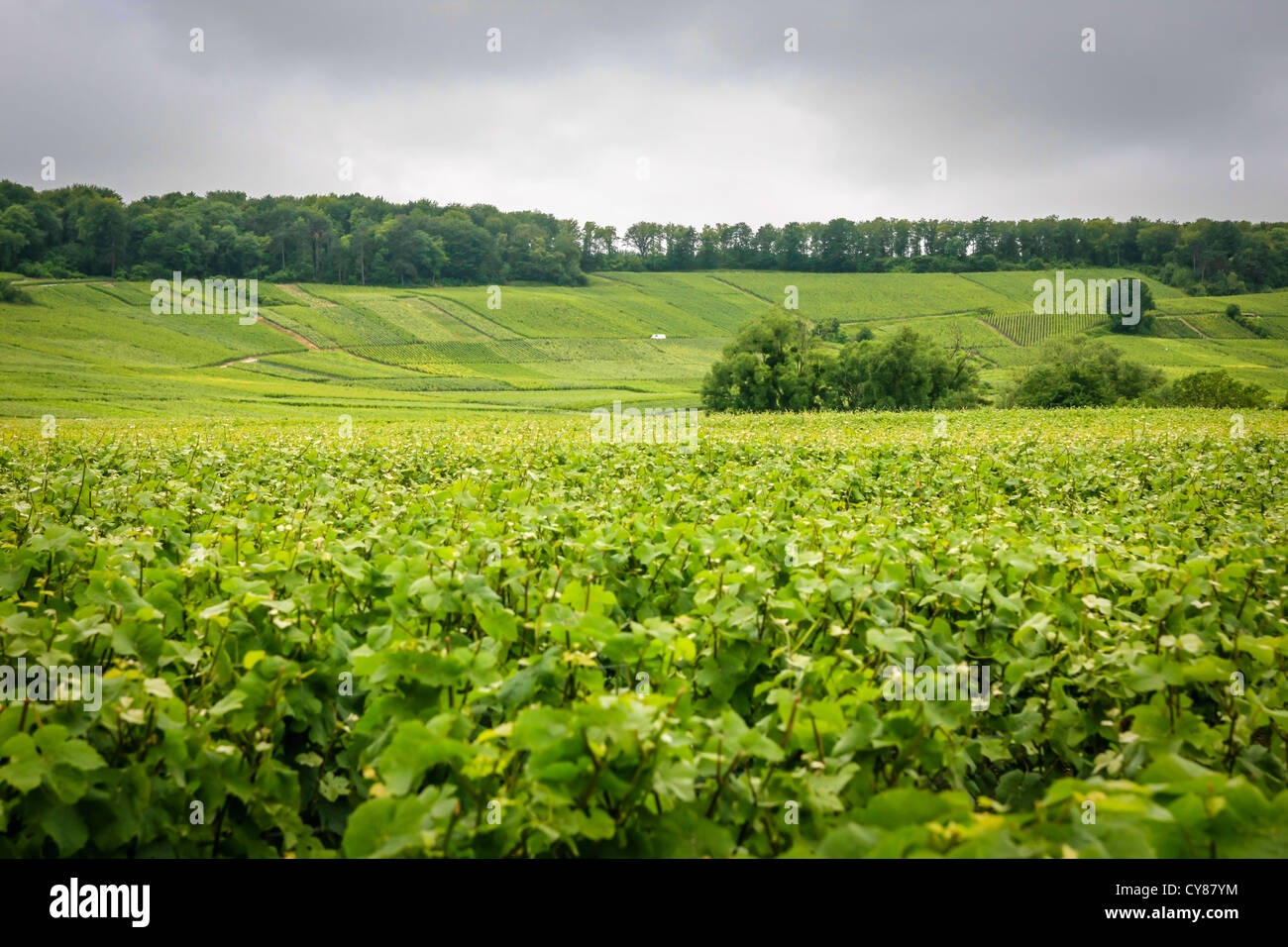 Champagne grape vines in the Reims area of France Stock Photo - Alamy