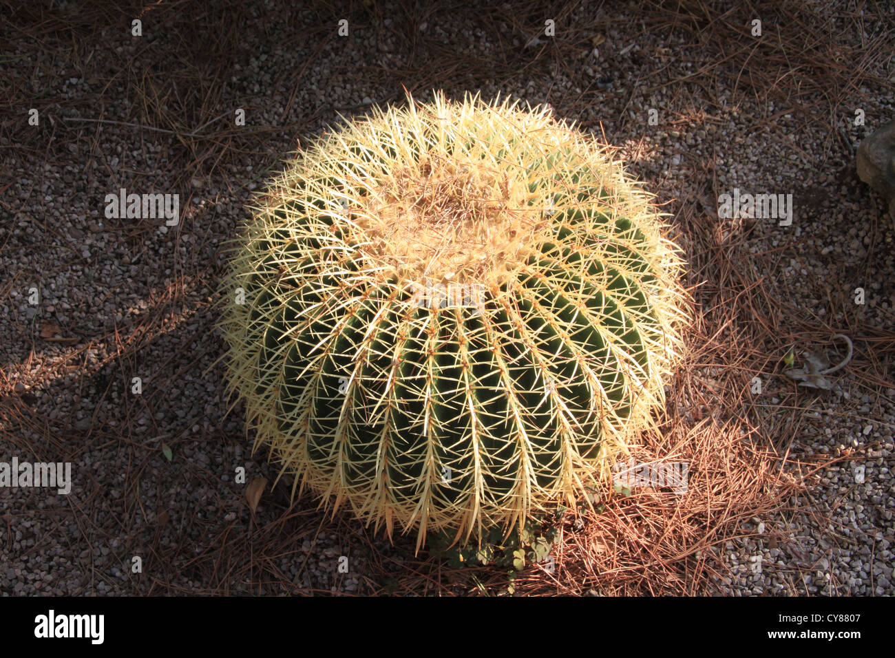 Golden Ball Cacti High Resolution Stock Photography and Images - Alamy