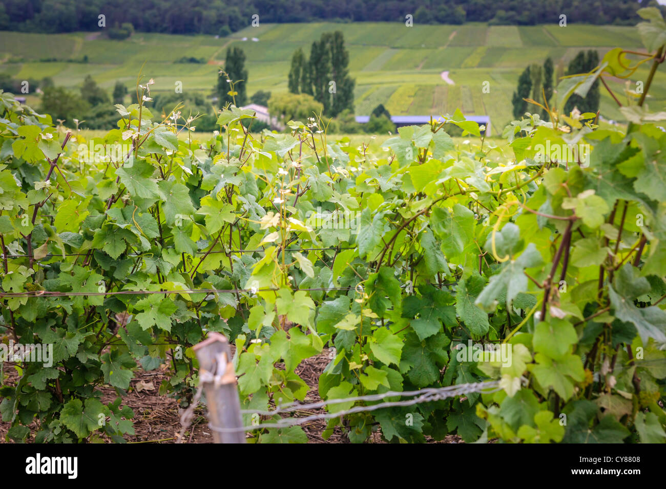 Reims champagne field hi-res stock photography and images - Alamy