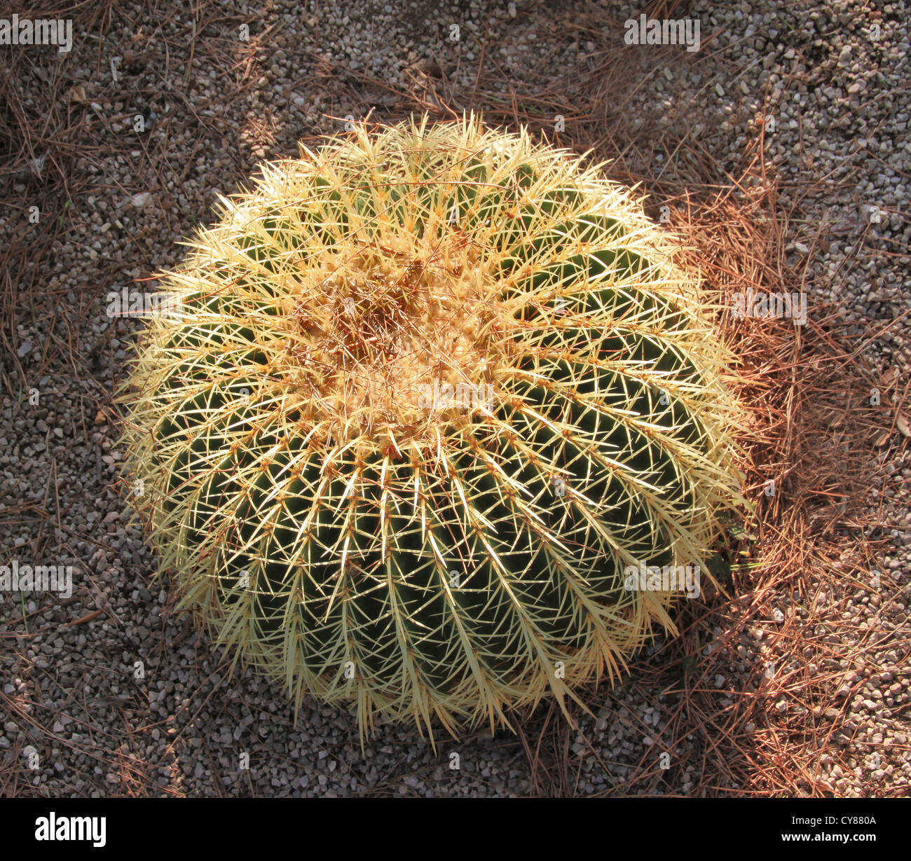 Golden ball cacti hi-res stock photography and images - Alamy