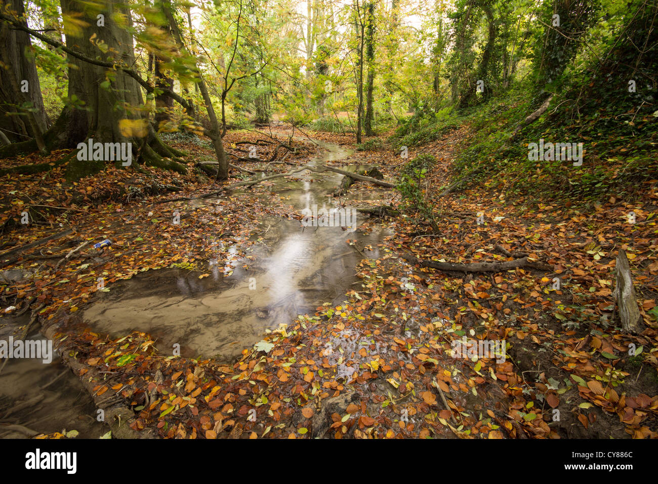 Autumn leaves at Barton Springs Stock Photo - Alamy