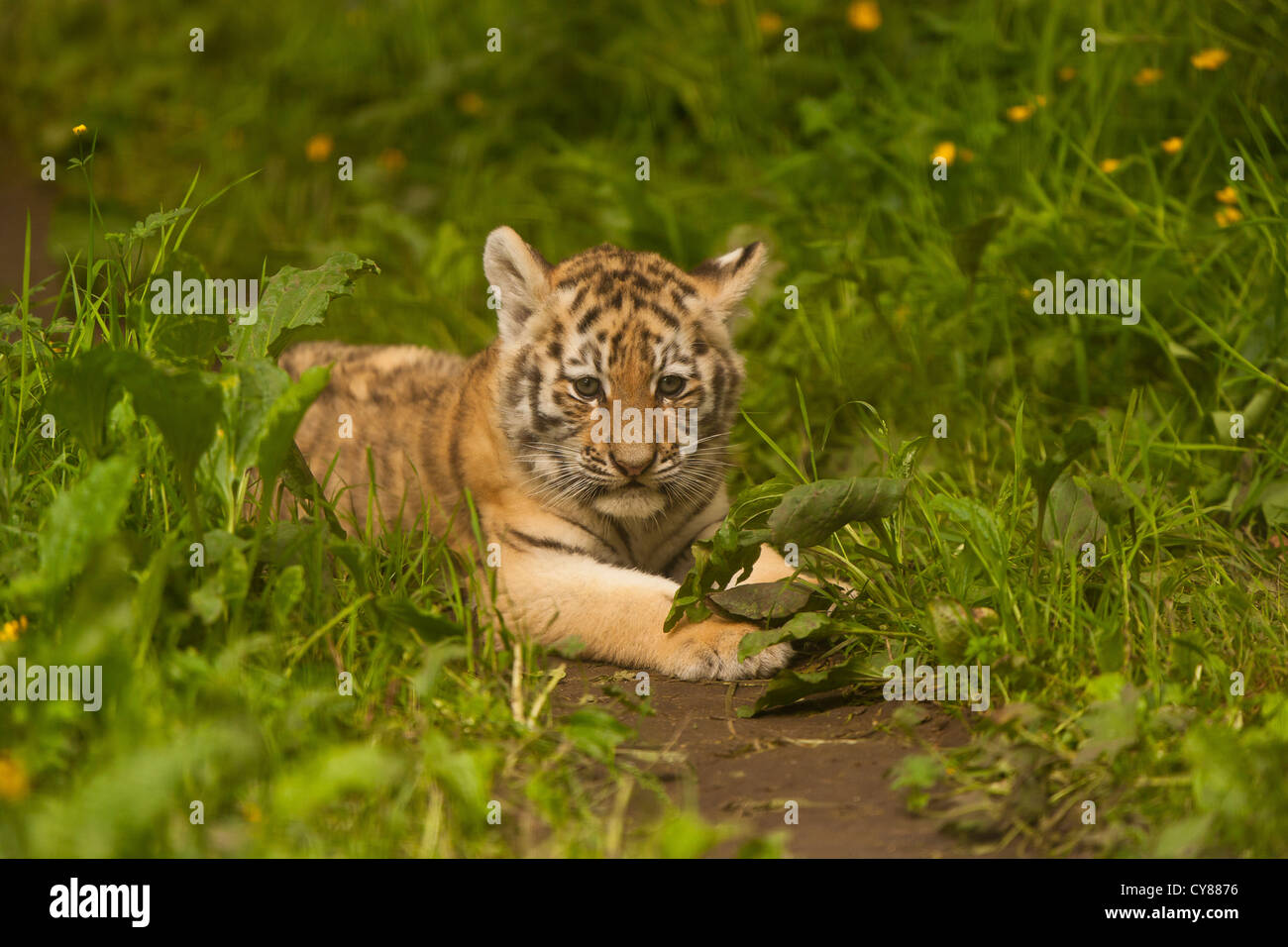 Tiger in long grass hi-res stock photography and images - Alamy