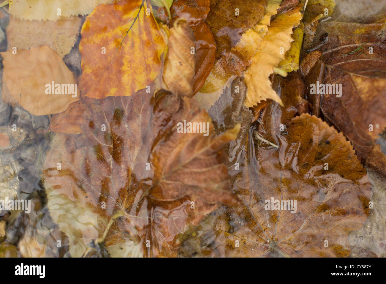 Autumn leaves at Barton Springs Stock Photo - Alamy
