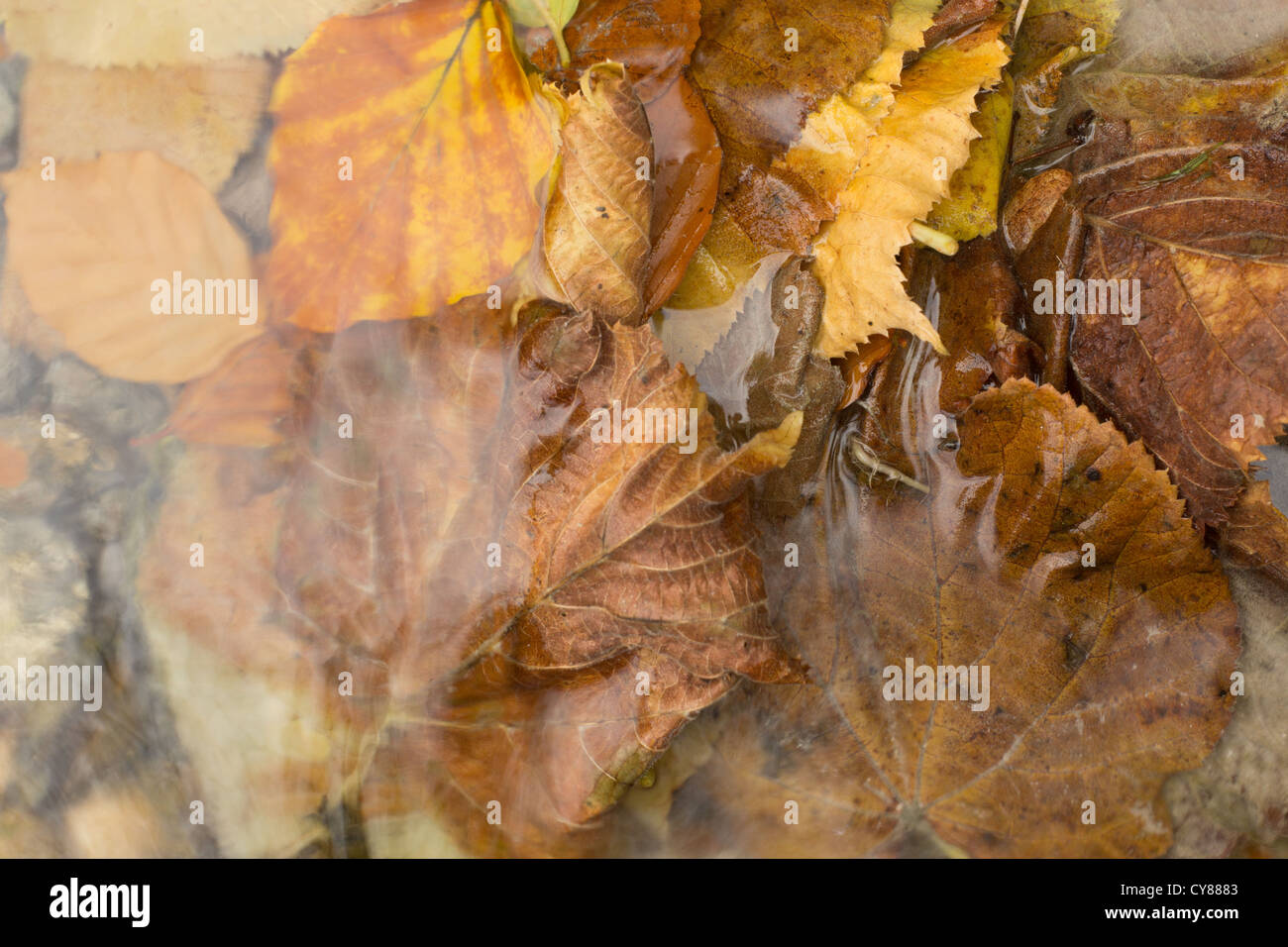 Leaves autumn colours water hi-res stock photography and images - Alamy