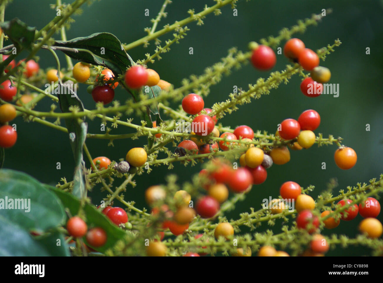 Semuliki National Park in western Uganda Stock Photo - Alamy