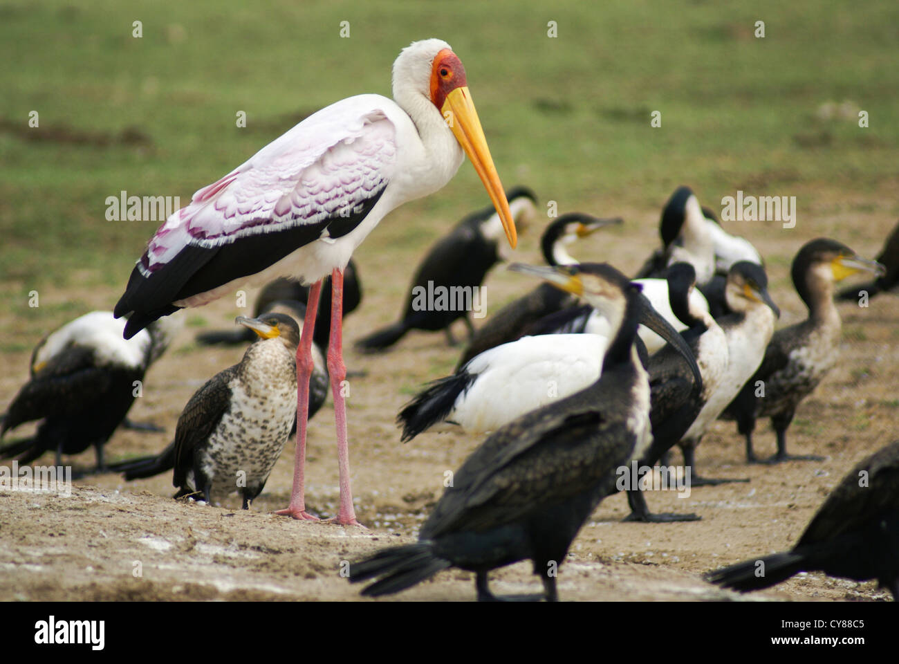 Yellow-billed Stork (Mycteria ibis) Photographed in Uganda, Kazinga ...