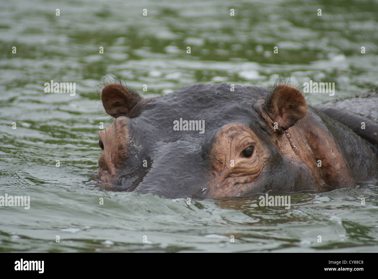 Uganda, Kazinga Channel connects Lake Edward to Lake George A hippo in ...