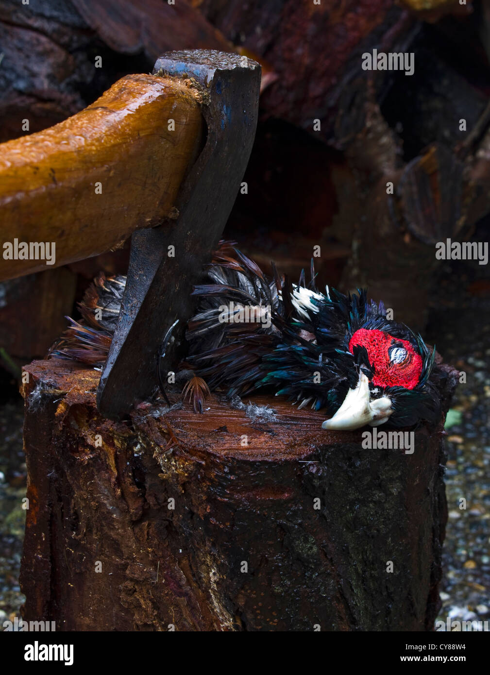 Chicken on head hi-res stock photography and images - Alamy