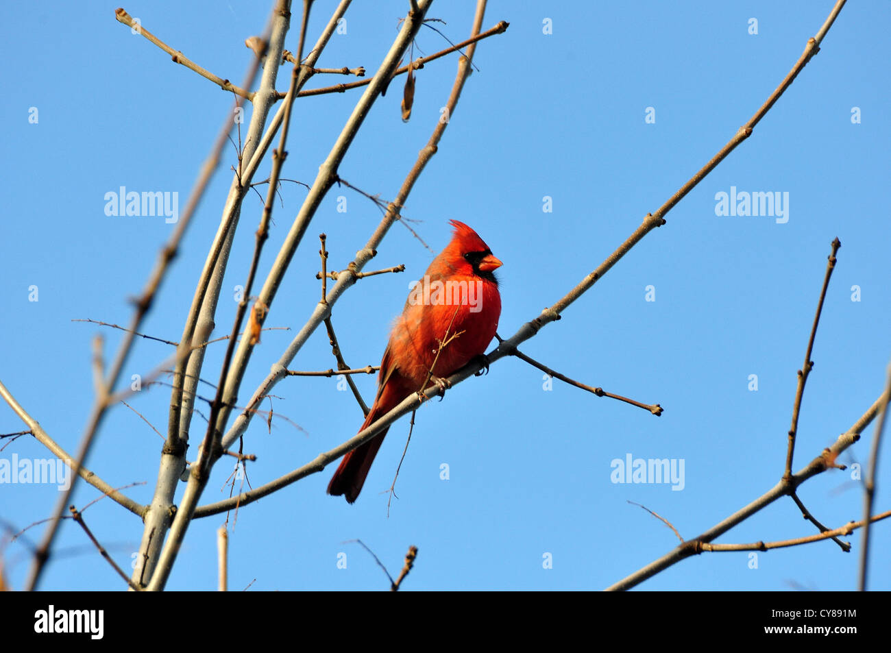 Male Northern Cardinal Stock Photo - Alamy