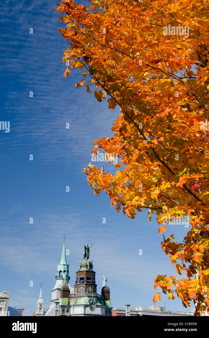 Maple tree fall foliage port hi-res stock photography and images - Alamy