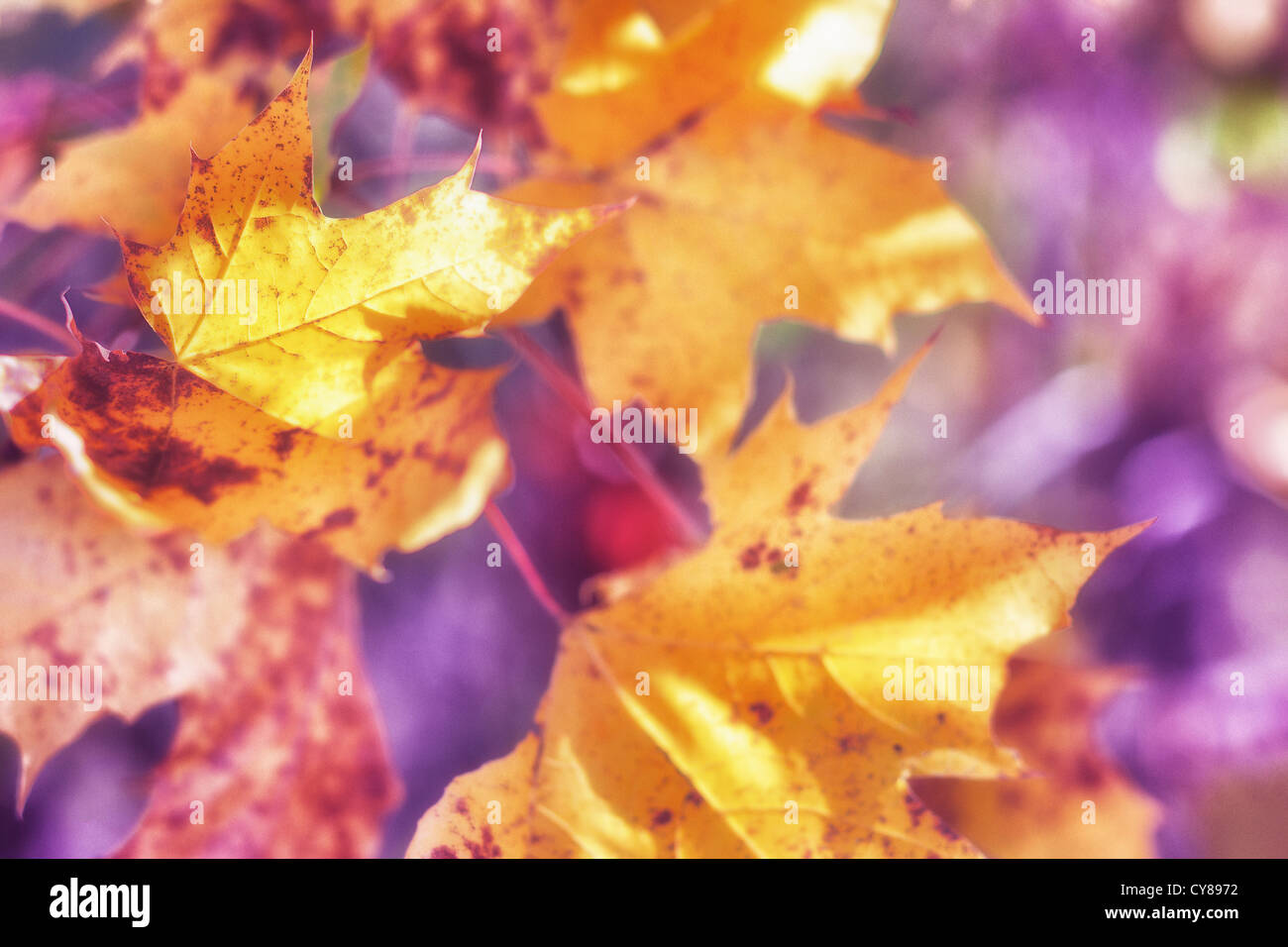 Vine maple trees in fall hi-res stock photography and images - Alamy