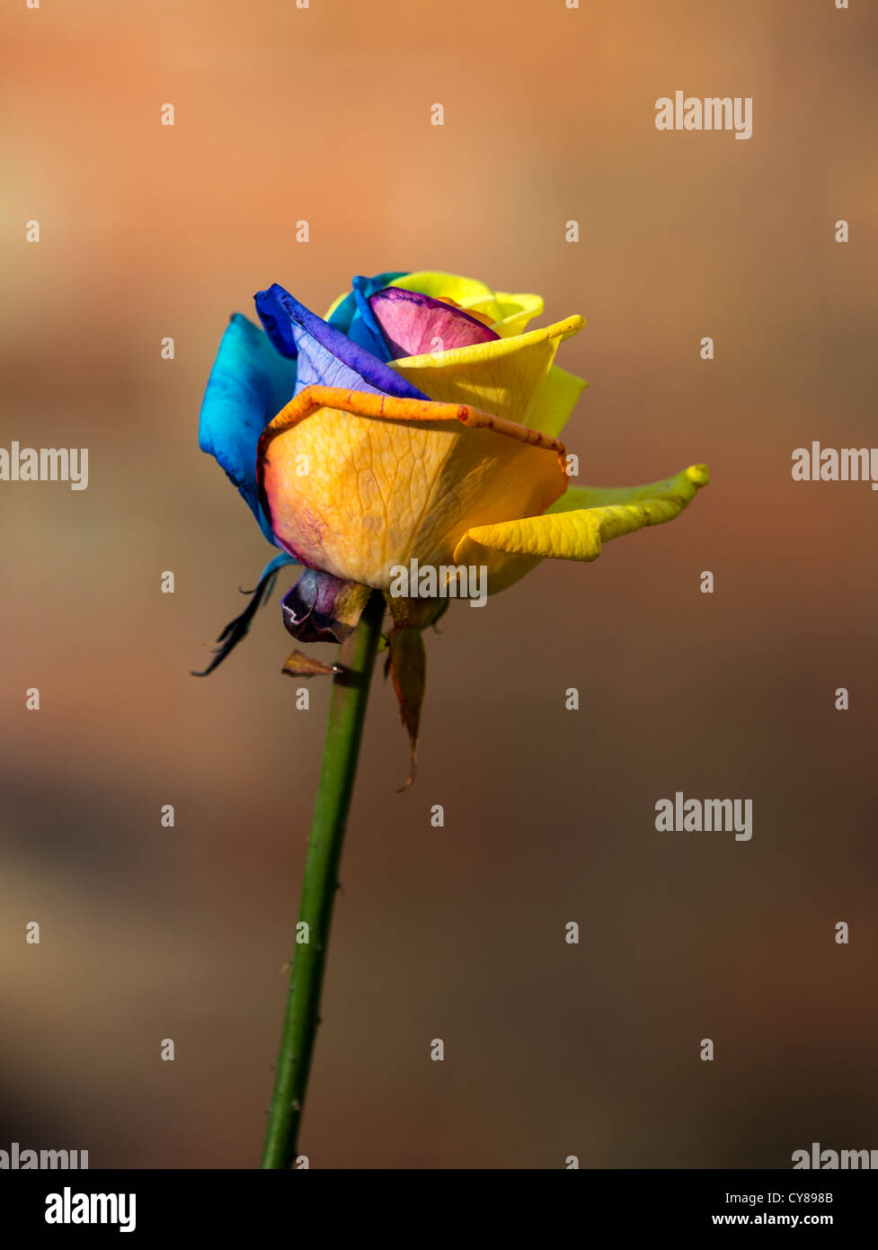 A multicoloured rose created using dyes Stock Photo - Alamy