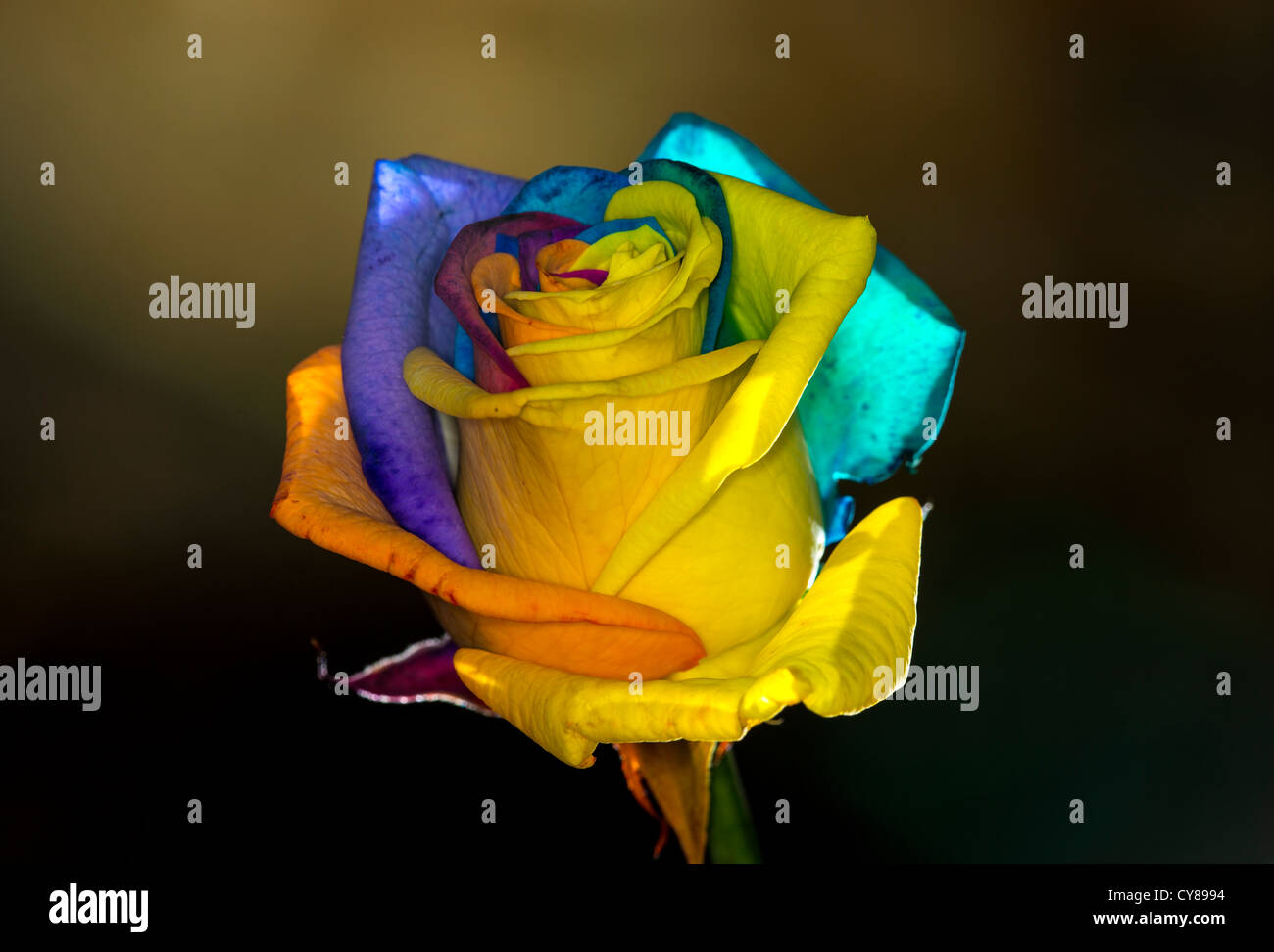 A multicoloured rose created using dyes Stock Photo - Alamy