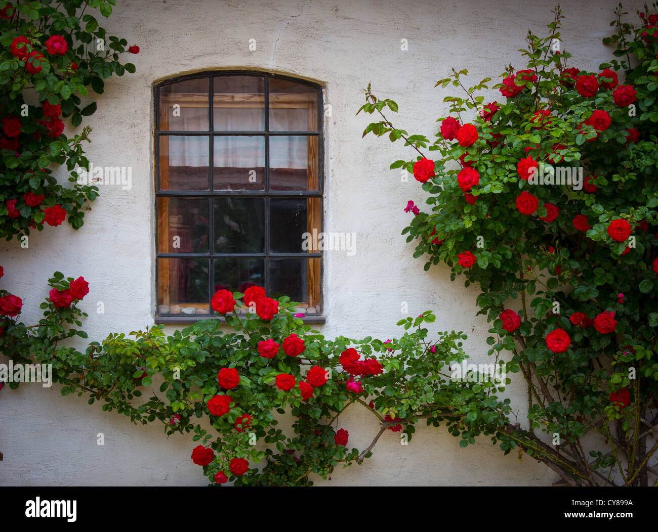 Rose window hi-res stock photography and images - Alamy