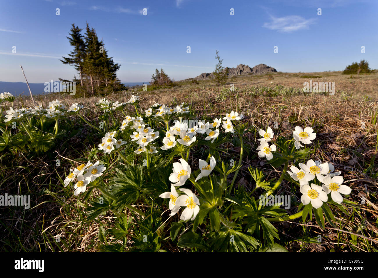 Knoll flowers hi-res stock photography and images - Alamy