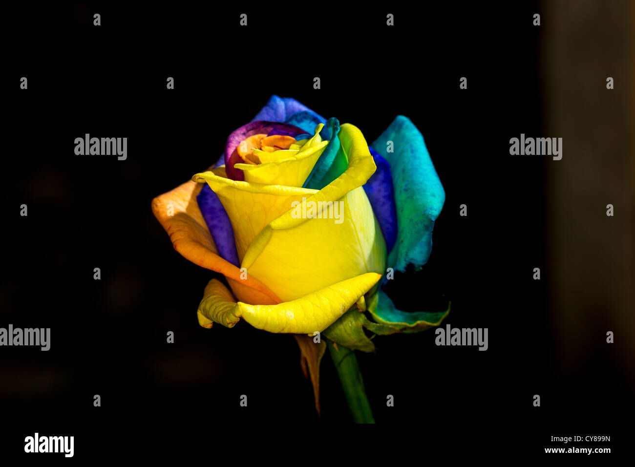 A multicoloured rose created using dyes Stock Photo - Alamy