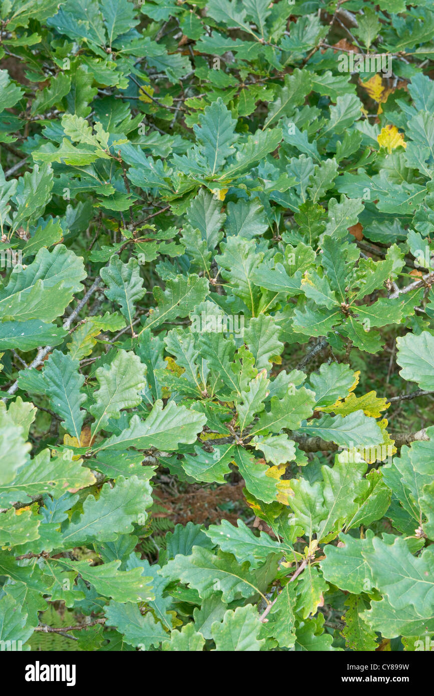 Scottish Oak leaves in early Autumn Stock Photo - Alamy