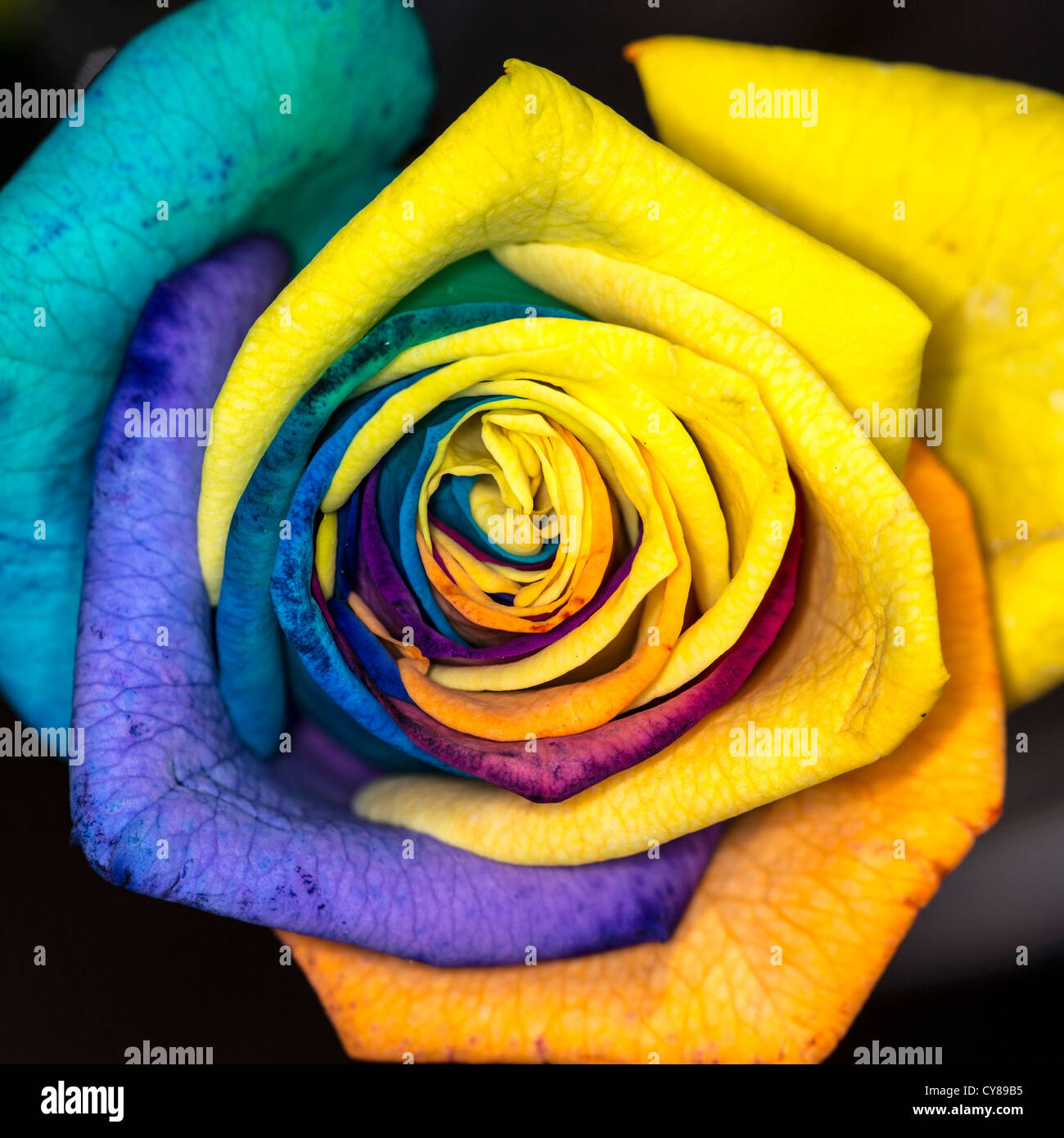 A multicoloured rose created using dyes Stock Photo - Alamy